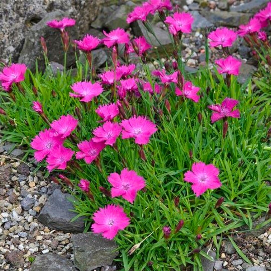 200 Kahori Pink Carnation Seeds – Soft Pink Blooms for Garden Beds ...