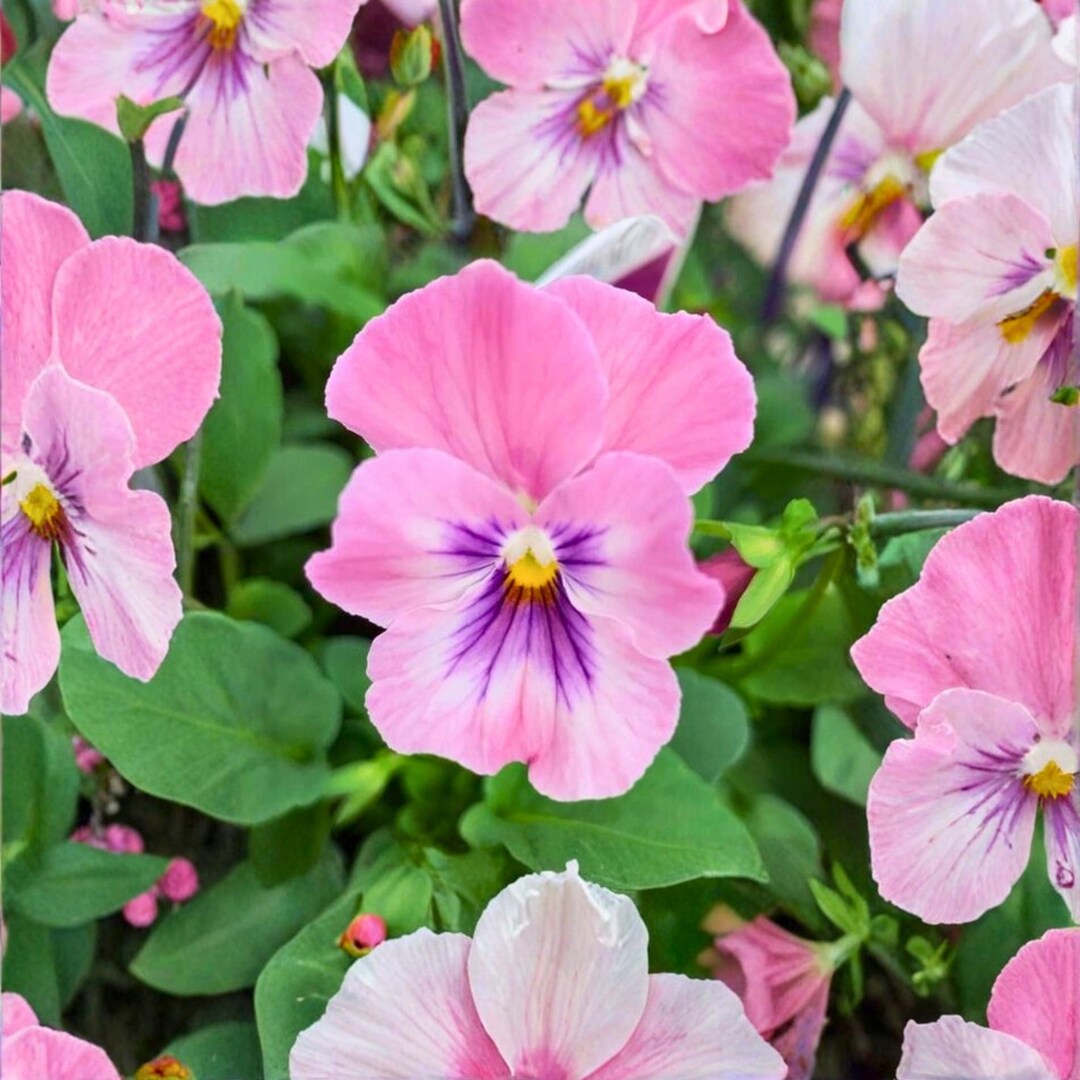 200 Bel Viso Soft Pink Pansy Seeds – Elegant Pink Viola Flowers for ...