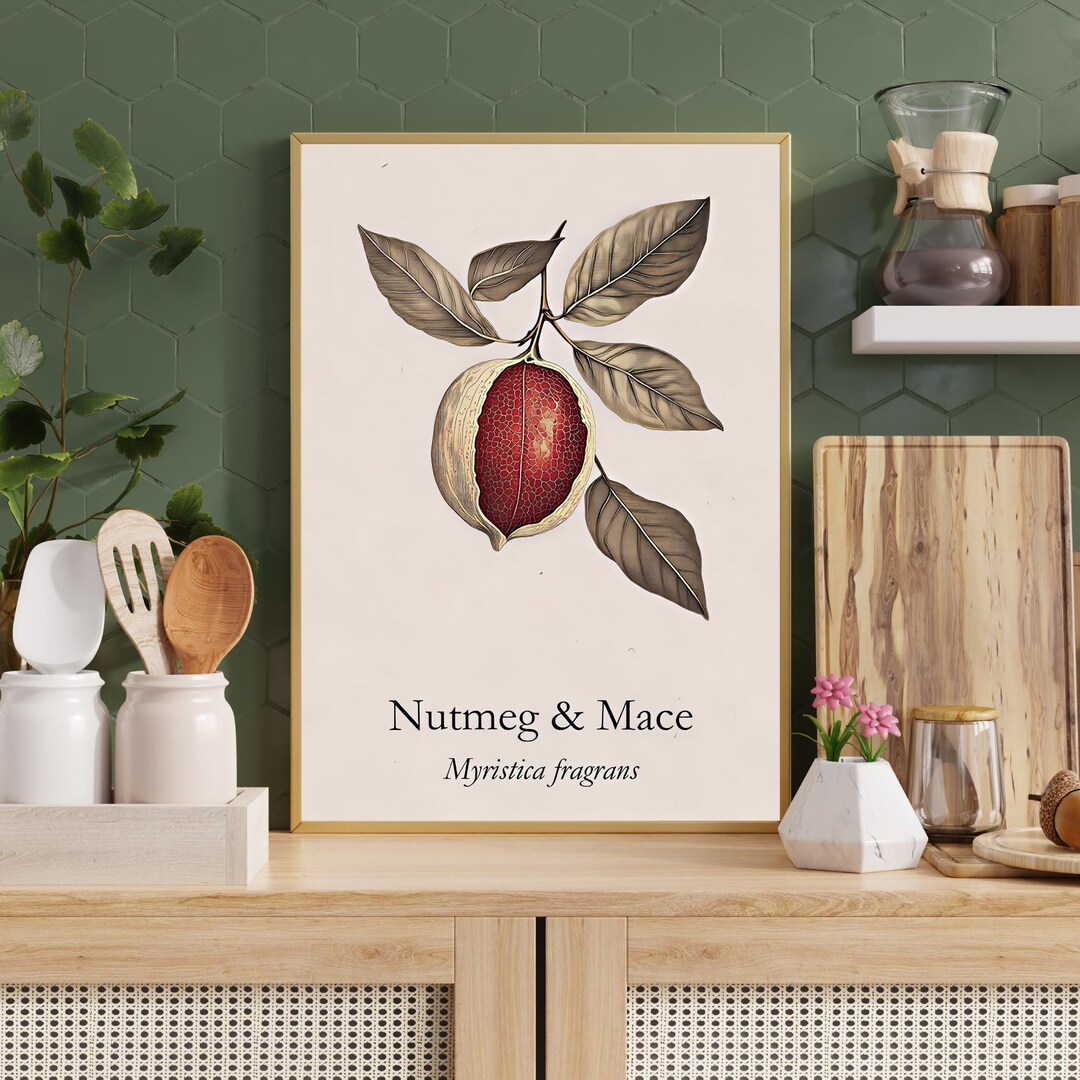 Whole Nutmeg & Mace Kitchen Apothecary Herb Art | French Country Bistro ...