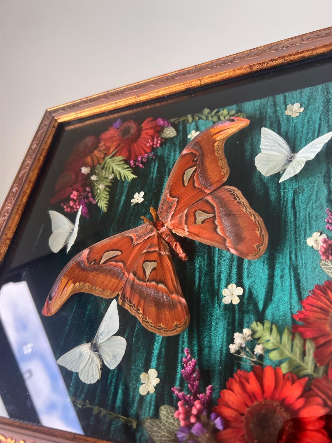 Atlas Moth & Albatross Butterflies Floral Ornate Square Frame - Etsy