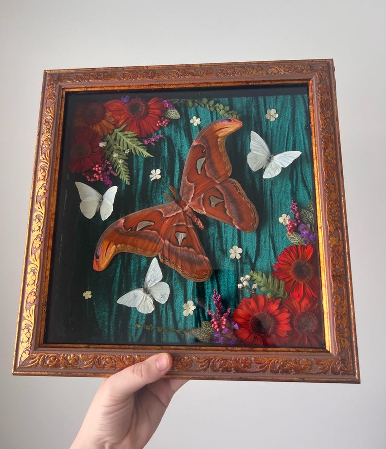 Atlas Moth & Albatross Butterflies Floral Ornate Square Frame - Etsy
