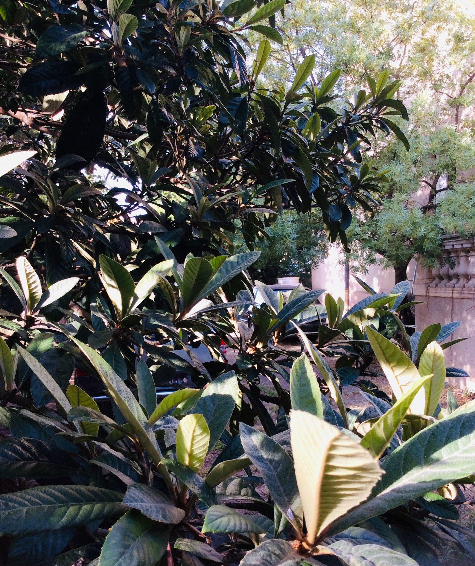 Red Leaf Spoon Rest Handmade Loquat Leaf Dish Red Candy | Etsy