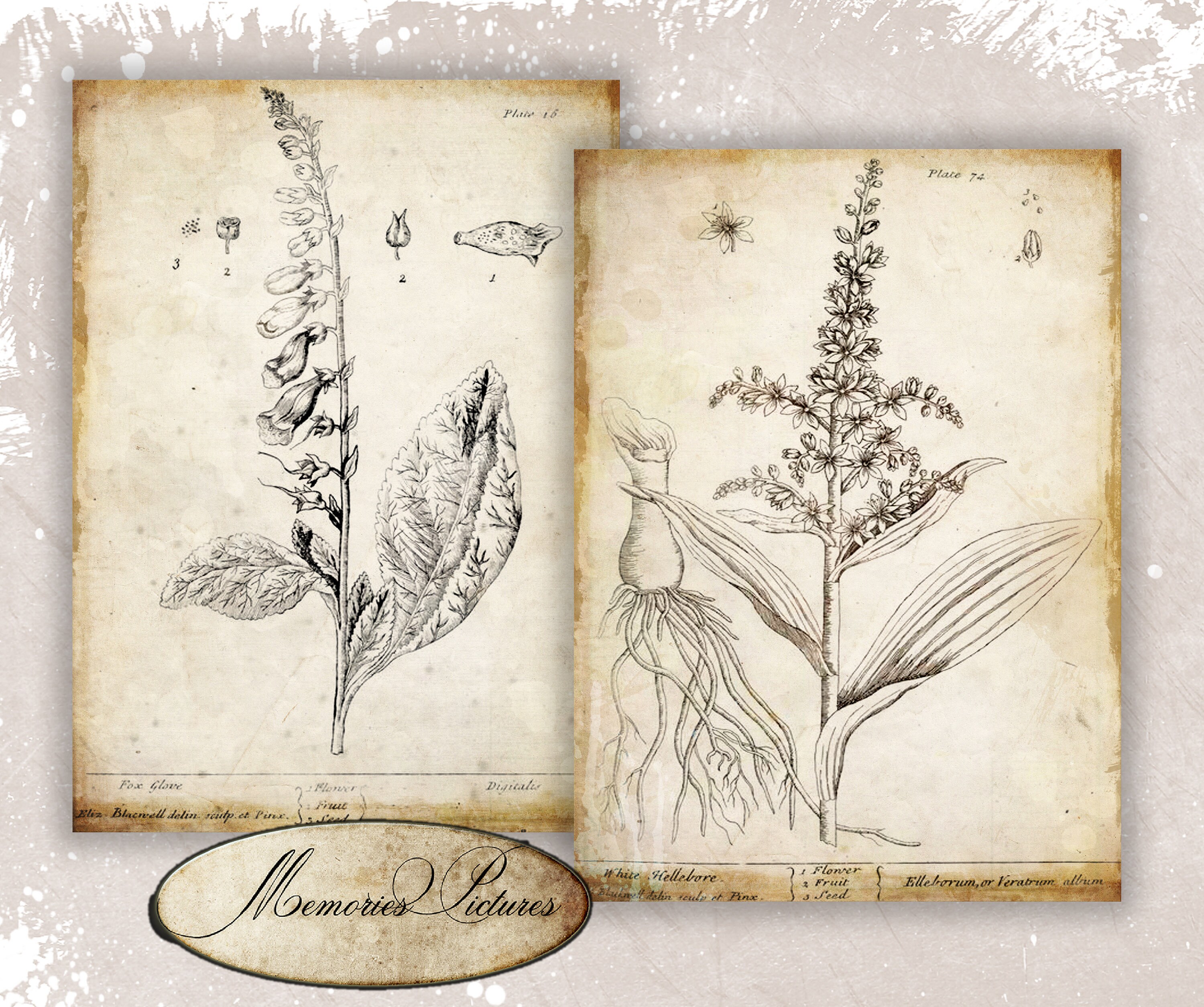 Vintage Botanical Floral, Plants, Old Paper, Vintage Drawing , Set of 4 ...