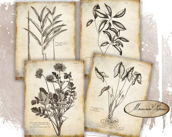 Vintage Botanical Floral Plants Old Paper Drawing Set of - Etsy