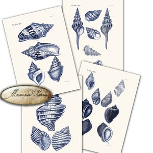 Blue Shell, Antique Prints, Marine Life, Sea, Ocean, Beach, Papers ...