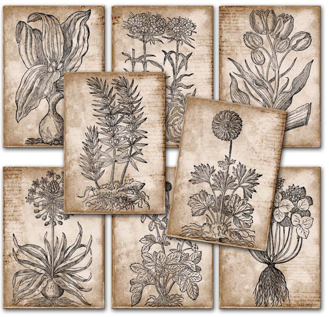 Vintage Botanical Flower Spring Floral Plants Postcards - Etsy