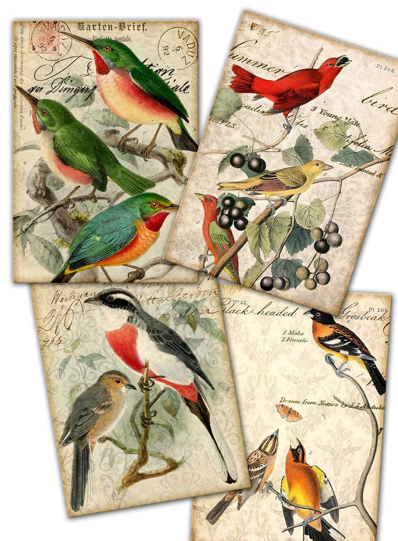 INSTANT DOWNLOAD. Spring Birds, Digital Papers, Decoupage 6 ...