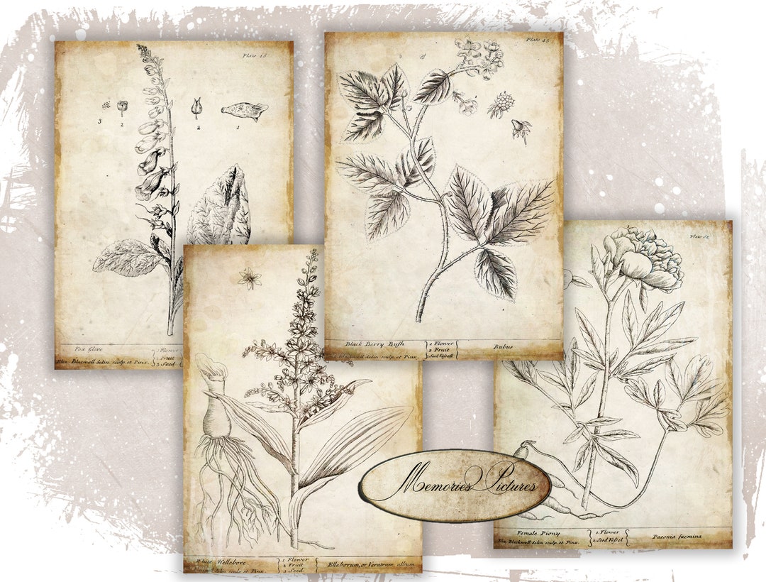 Vintage Botanical Floral, Plants, Old Paper, Vintage Drawing , Set of 4 ...