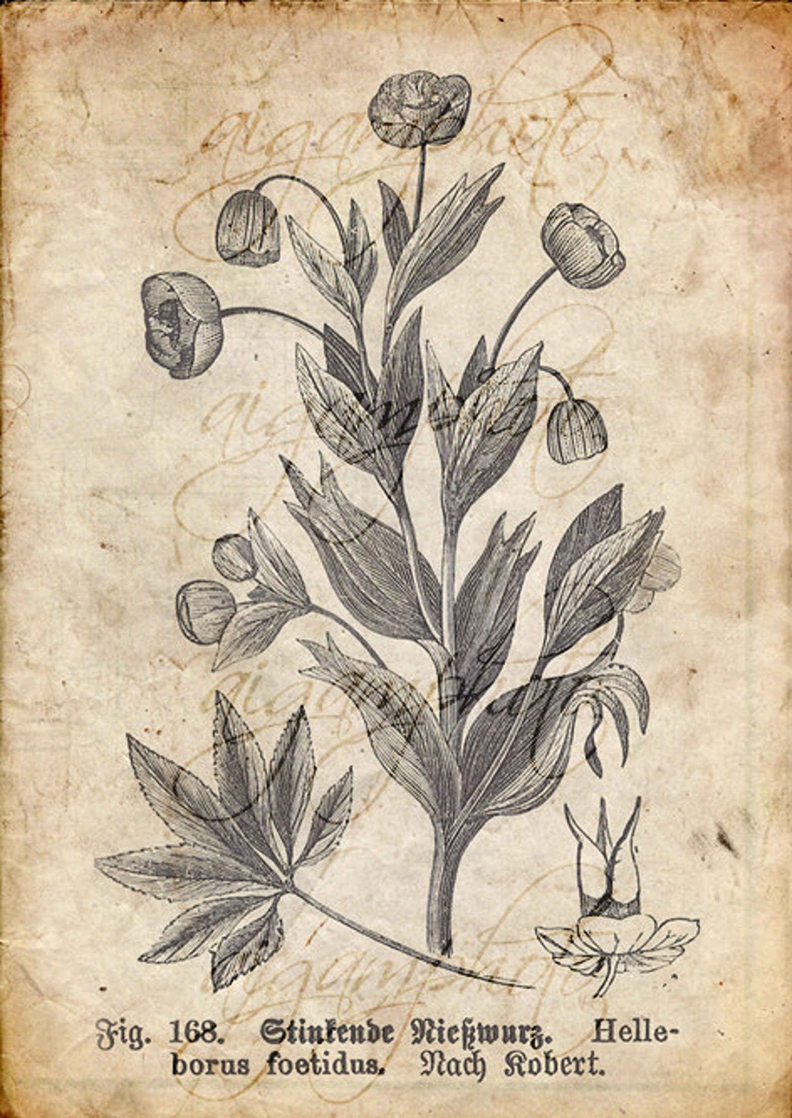 Vintage Botanical Floral, Plants, Old Paper, Drawing , Set of 4 - 8x11 ...
