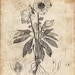 Vintage Botanical Floral, Plants, Old Paper, Drawing , Set of 4 ...