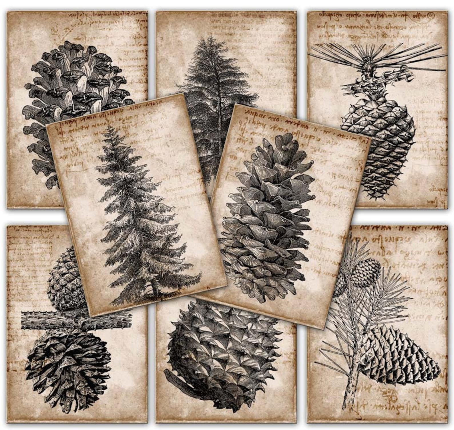 Christmas Trees and Pine Cones, Vintage Botanical Shabby - Gift Tags ...