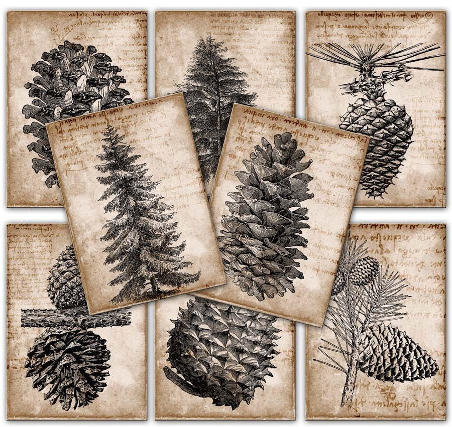 Christmas Trees and Pine Cones, Vintage Botanical Shabby - Gift Tags ...