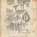 Vintage Botanical Floral, Plants, Old Paper, Drawing , Set of 4 ...