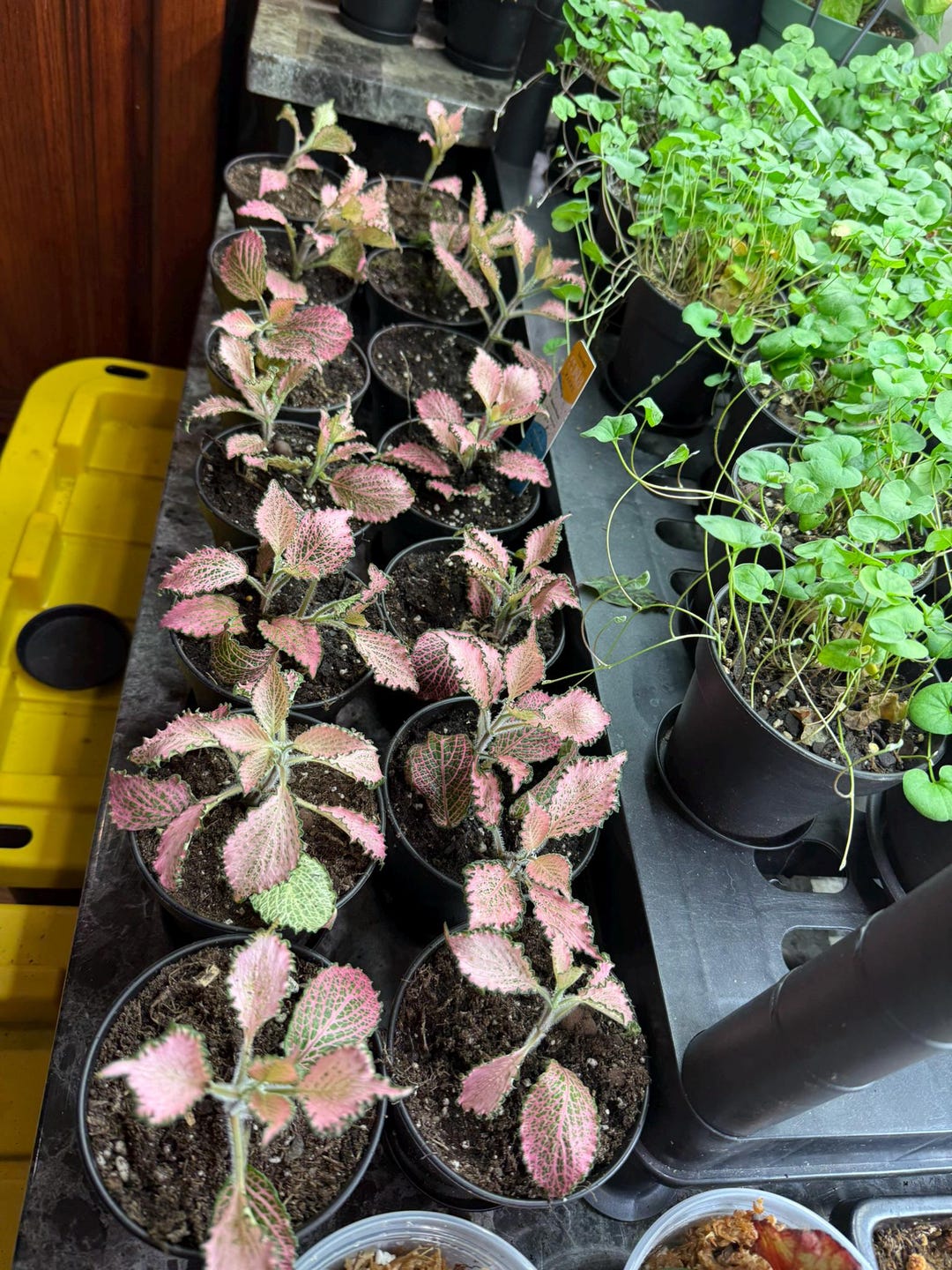 Pink Nerve Plant “frankie” Fittonia – Live Houseplant - Etsy