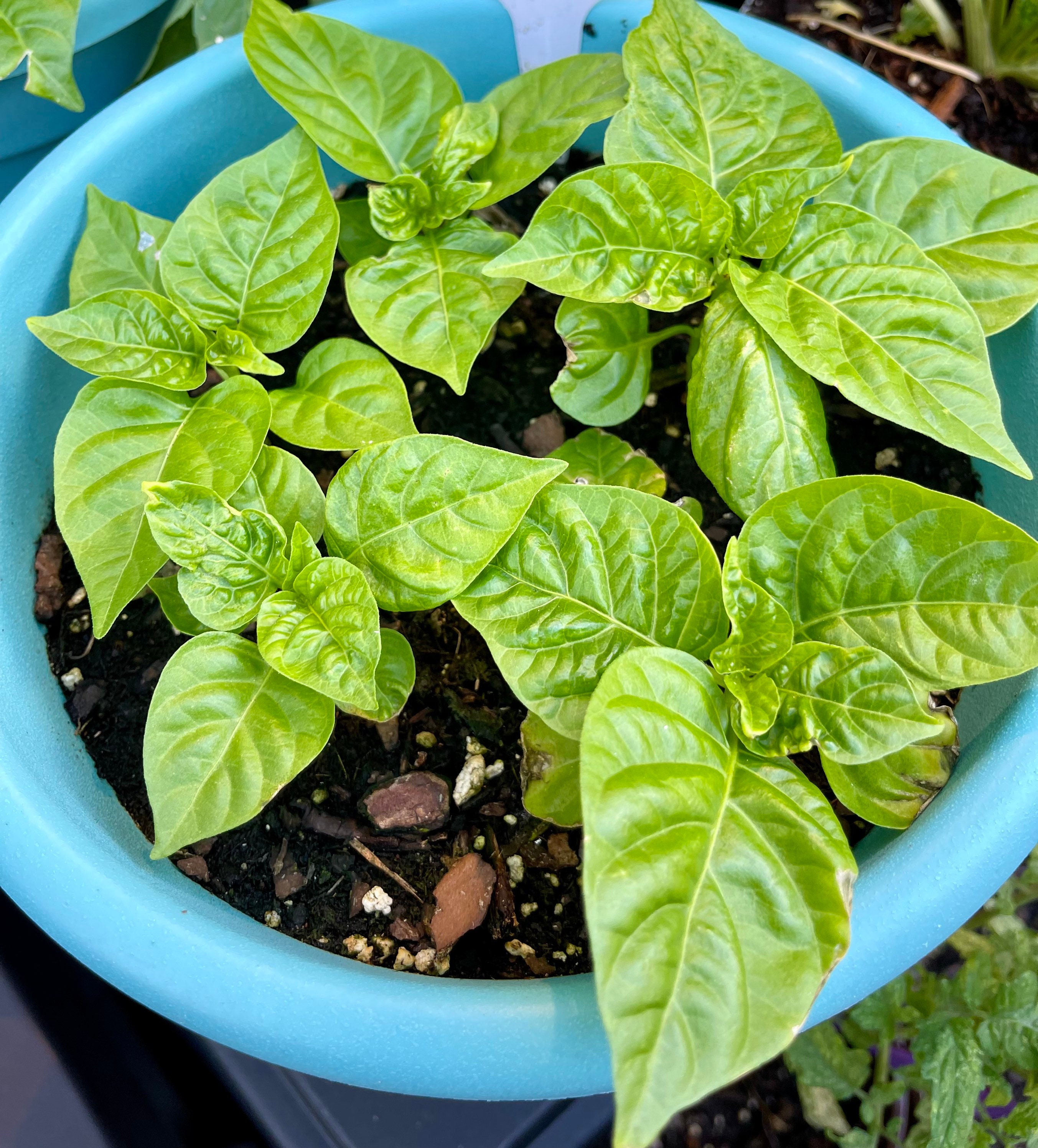Aji Cachucha - Aji Dulce - Aju Gustoso - Ajicito - Seeds (miami ...
