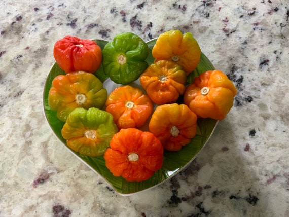 Aji Cachucha Aji Dulce Aju Gustoso Ajicito Capsicum - Etsy Hong Kong