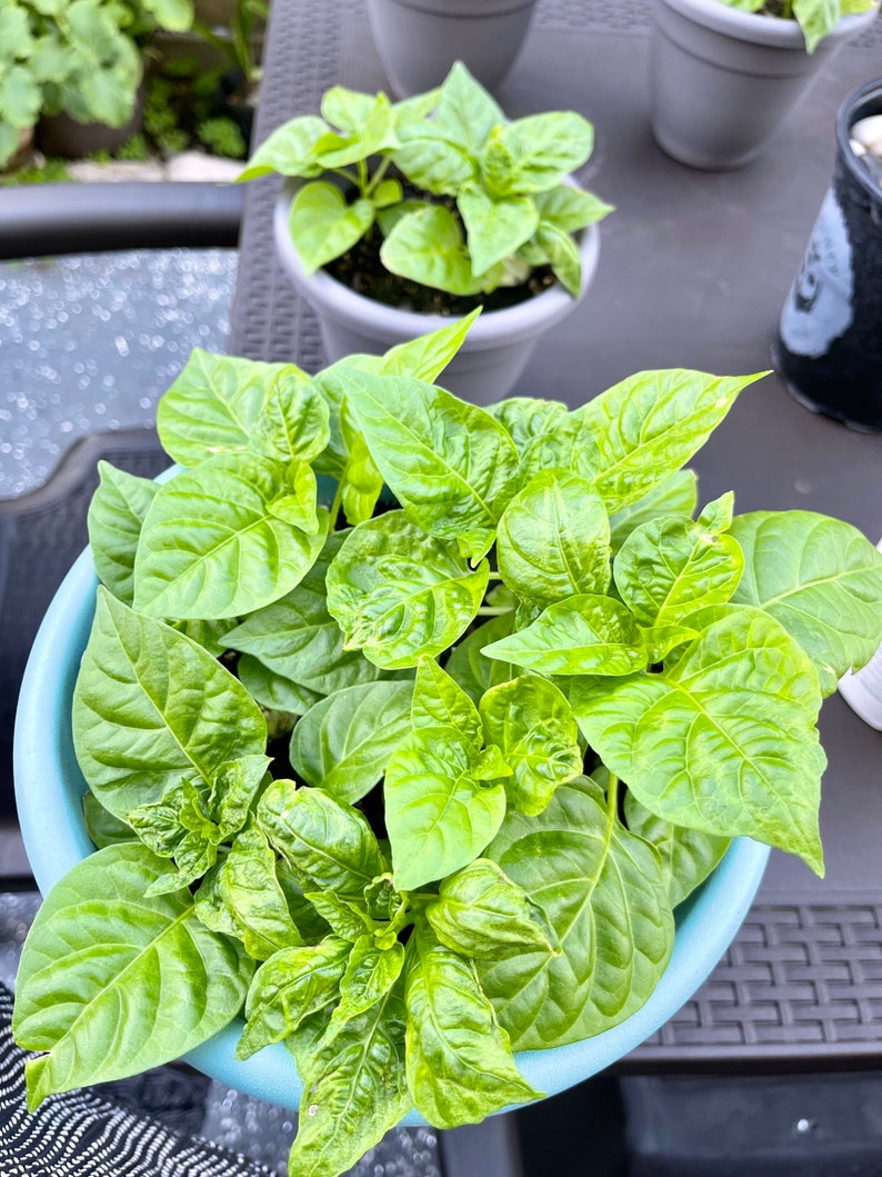 Aji Cachucha - Aji Dulce - Aju Gustoso - Ajicito - Seeds (miami ...