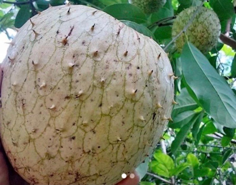 Annona Muricata Mountain Soursop Tree 5”-9” Plant -organic Growth ...