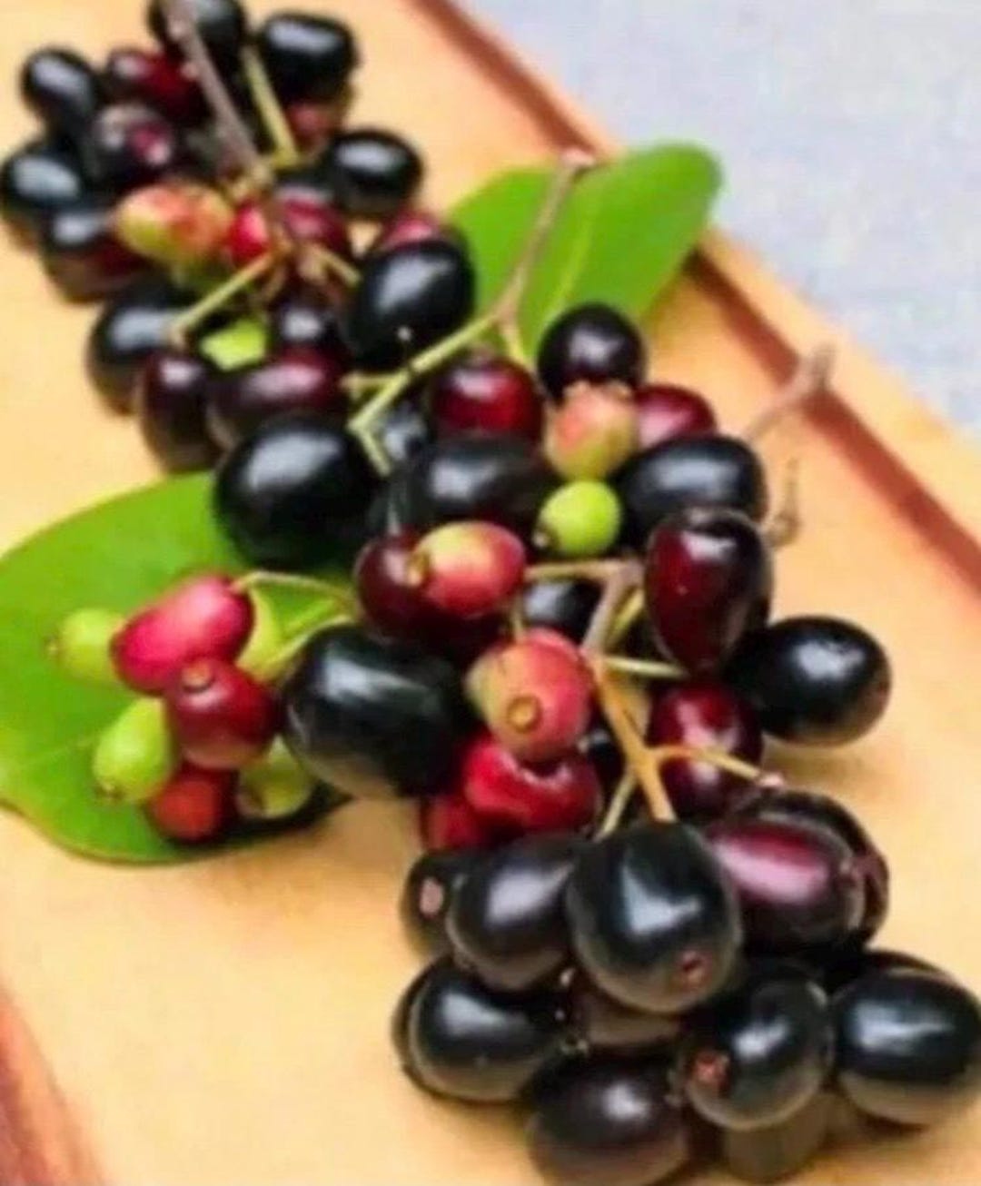 Black Java Plum (syzygium Cumini) Fruit Tree 6” - 10” Live Plant / Cây ...