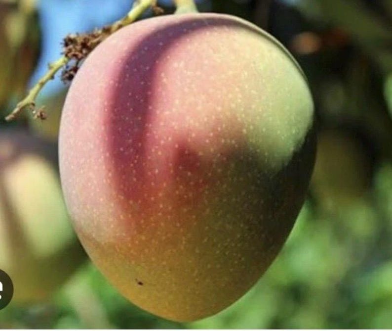 Red Mango Live Tropical Fruit Tree 7”-12” in the Pot / Seeding Mango ...