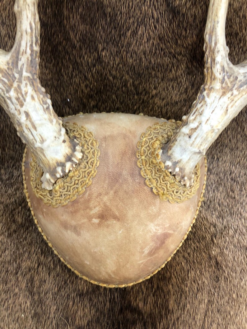 Real 9 Point Whitetail Deer Skull Cap Mount. Antlers. - Etsy