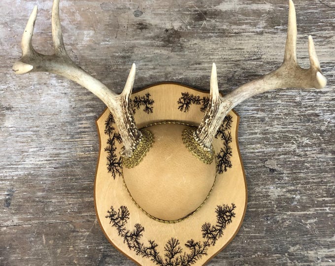 Antlers. 8 Point Whitetail Deer. European Mount With Leather Wrap and ...