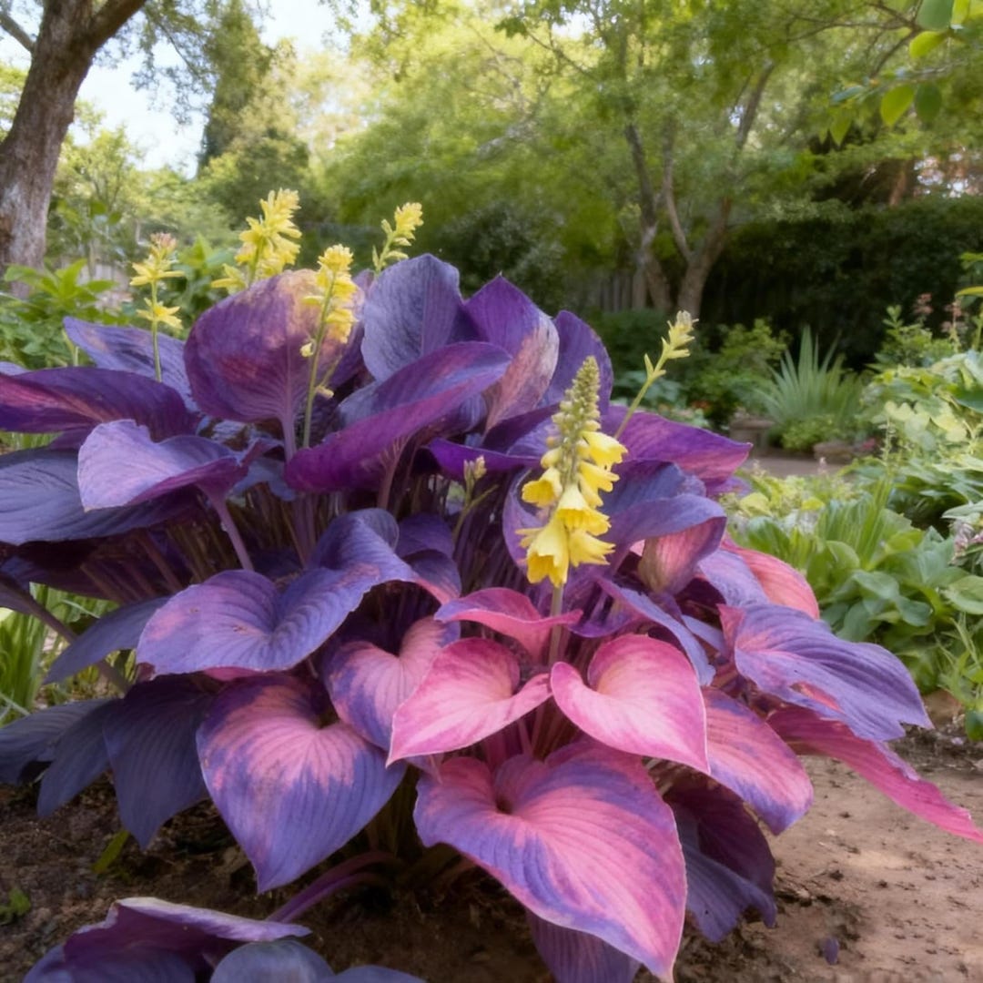 Hosta Seeds Non-gmo Heirloom Rare Perennia - Etsy