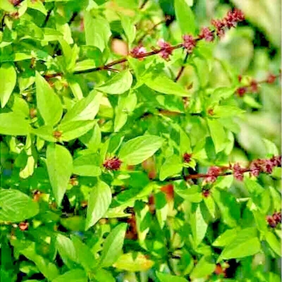 Cinnamon Basil Seeds | Heirloom Perennial Herb | Natural Insect ...