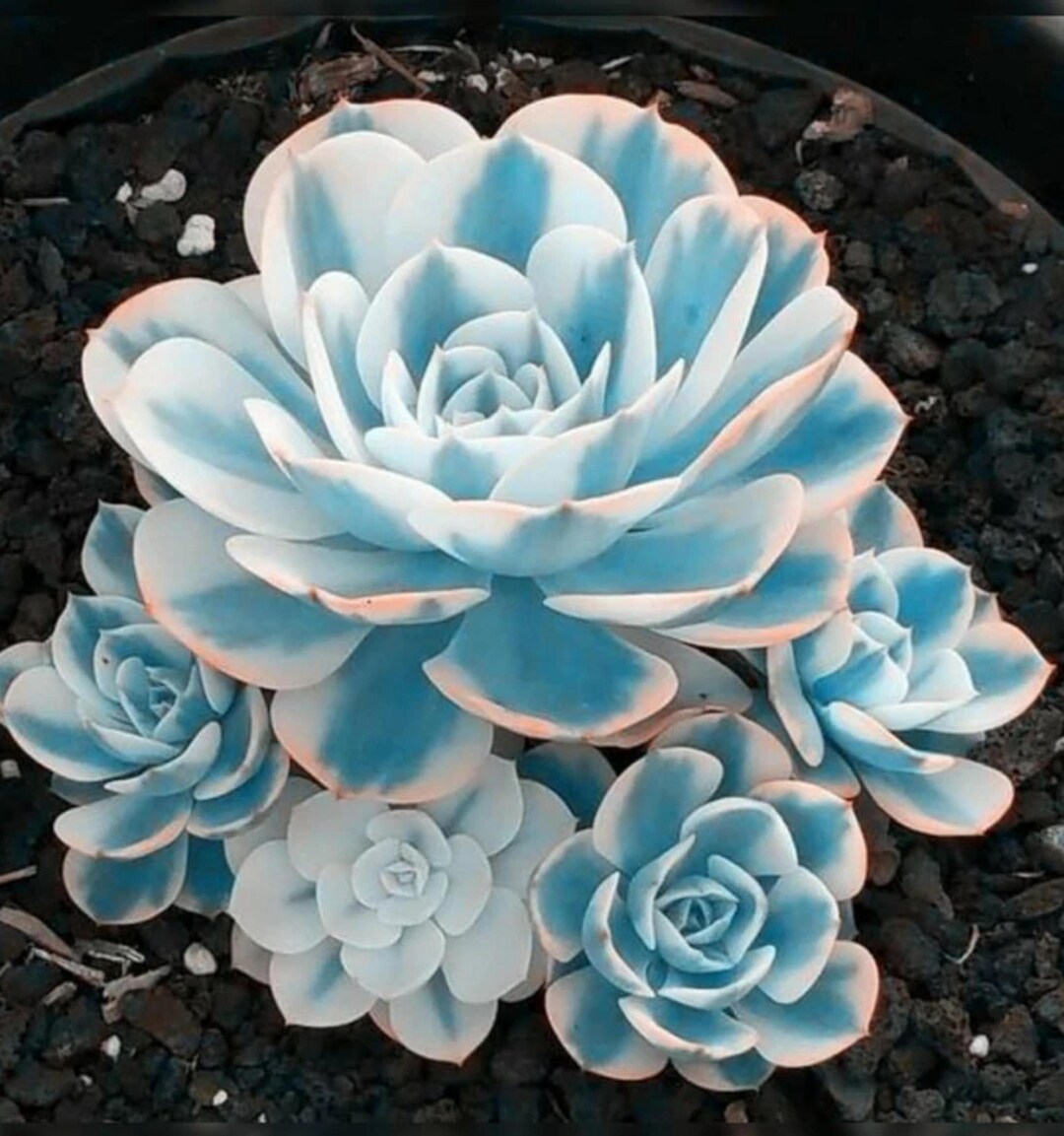 100 Blue & White Lithops Seeds – Rare “living Stone” Succulent Cactus ...