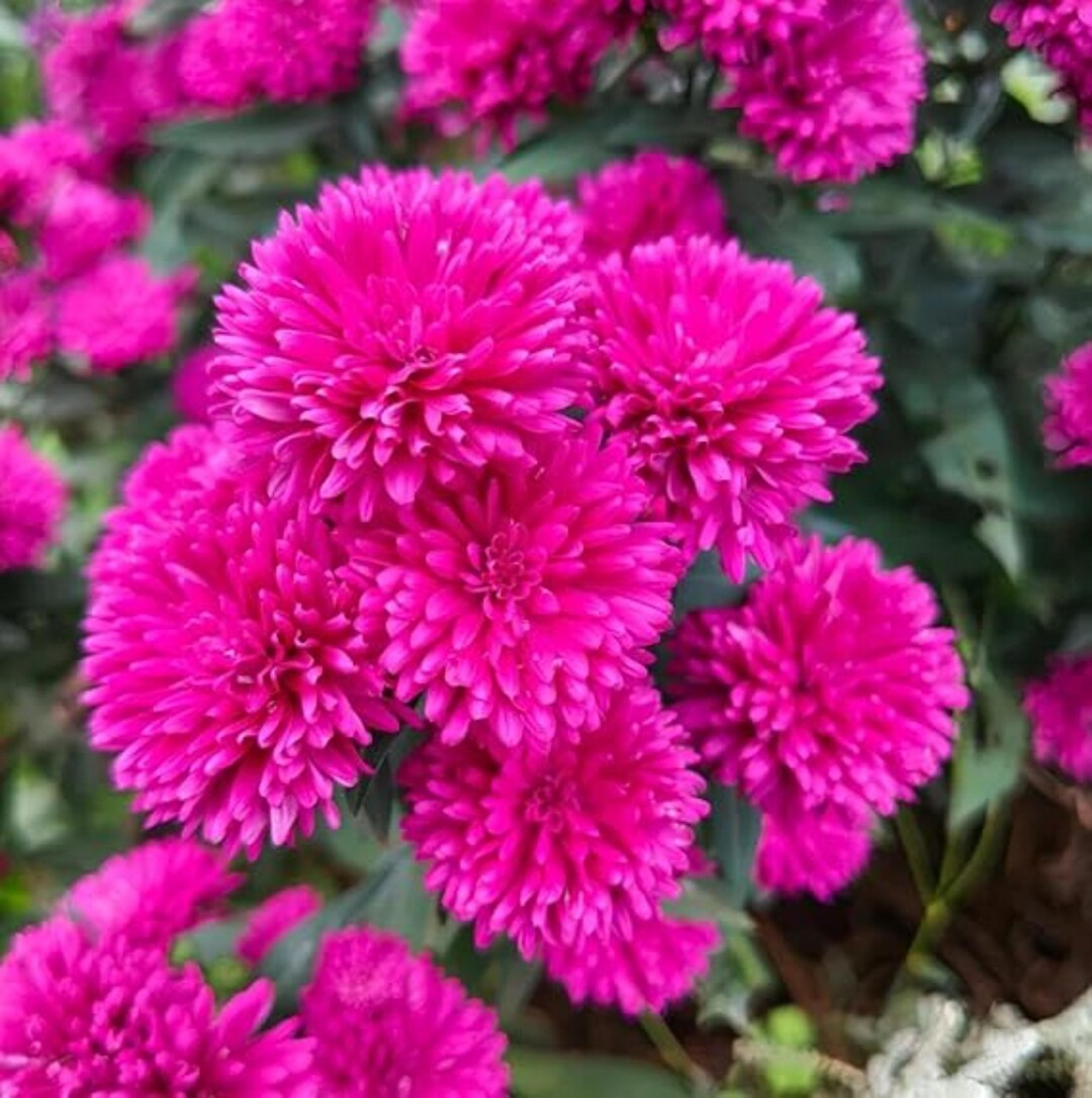 Dutch Aster Seeds – Perennial Pollinator Flowers - Etsy