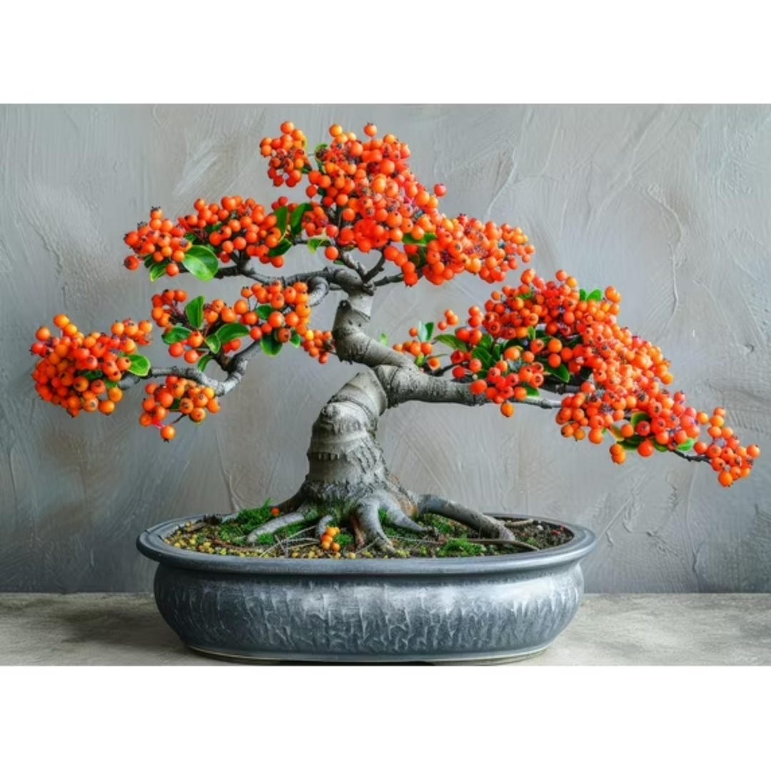 Firethorn Bonsai Tree Seeds – 30 Pyracantha Ornamental Plants - Etsy