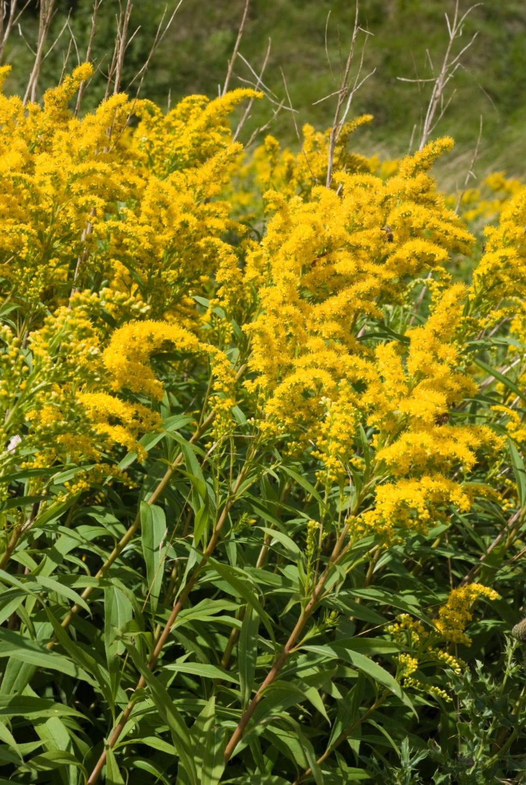 Outsidepride Perennial Solidago Stiff Goldenrod Seeds for Planting ...