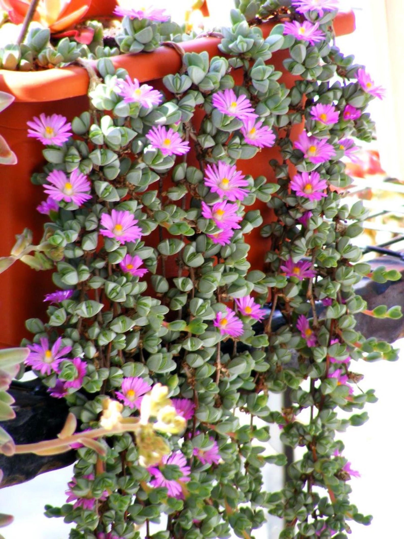 Ruby Necklace Succulent Seeds: Othonna Capensis, Trailing Hanging Plant ...