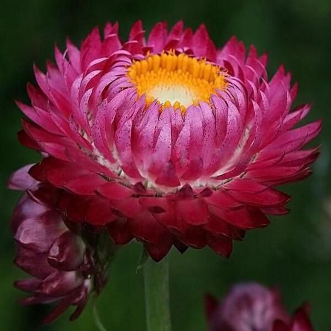 Rose Paper Daisy Seeds - Helichrysum Strawflower for Dried Arrangements ...