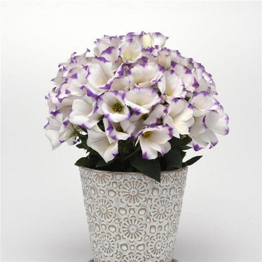Lisianthus Sapphire Blue Chip Seeds: Elegant Cut Flowers - 25 Pelleted ...