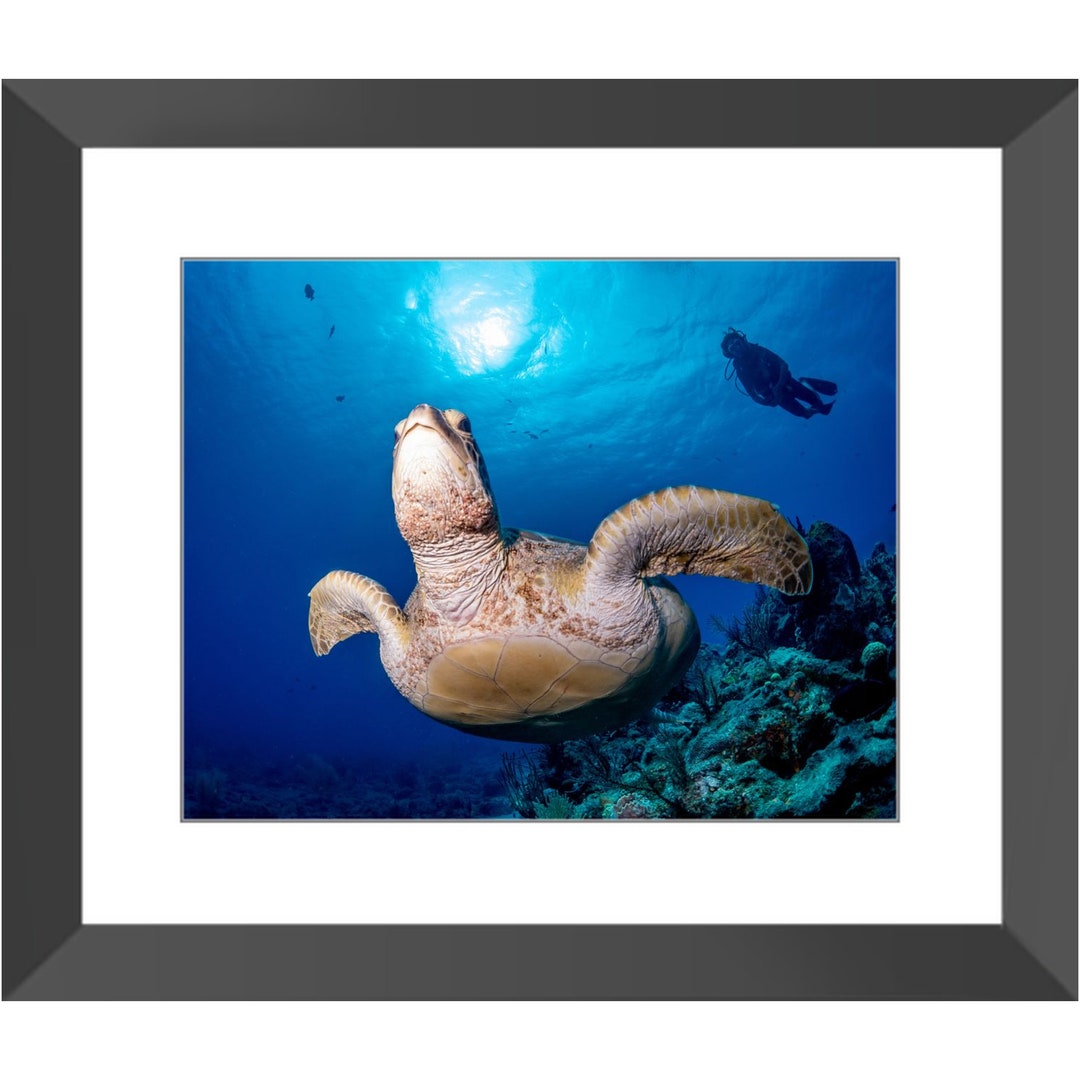Sea Turtle on Tent Wall in Saba | Framed Art Print | Scuba Art | Home ...