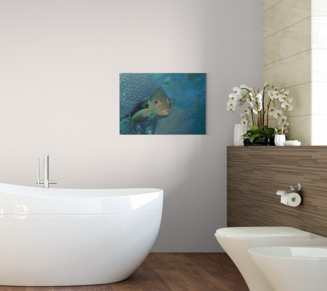 Peek-a-boo Fish Underwater Dive Art Canvas Wrap Wall Art | Underwater ...