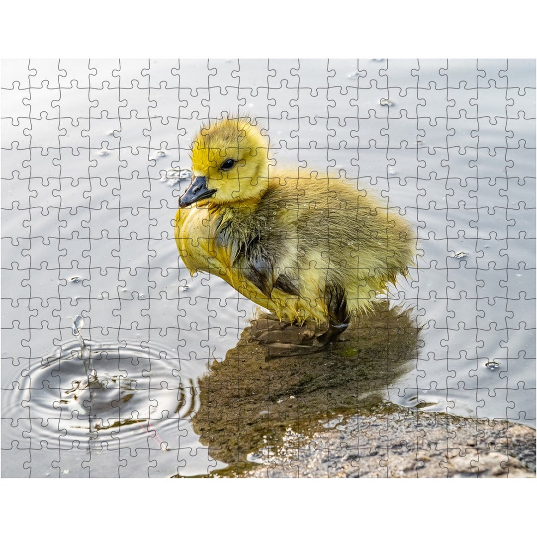 Baby Goose Jigsaw Puzzle: Central Park Photo (252 or 500 Piece) - Etsy