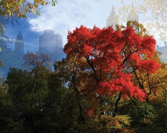 NYC Photo Print Greeting Card Red Tree in Central Park | Etsy
