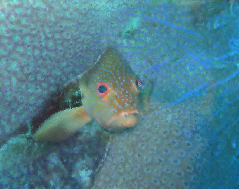 Peek-a-boo Fish Underwater Dive Art Canvas Wrap Wall Art | Underwater ...