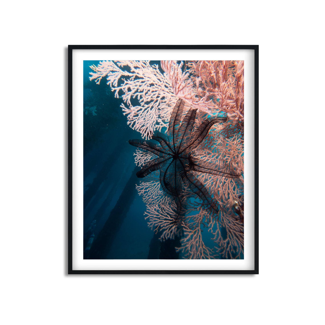 Crinoid and Coral Underwater Photo Framed Art Print 8x10 11 X14 16x20 ...