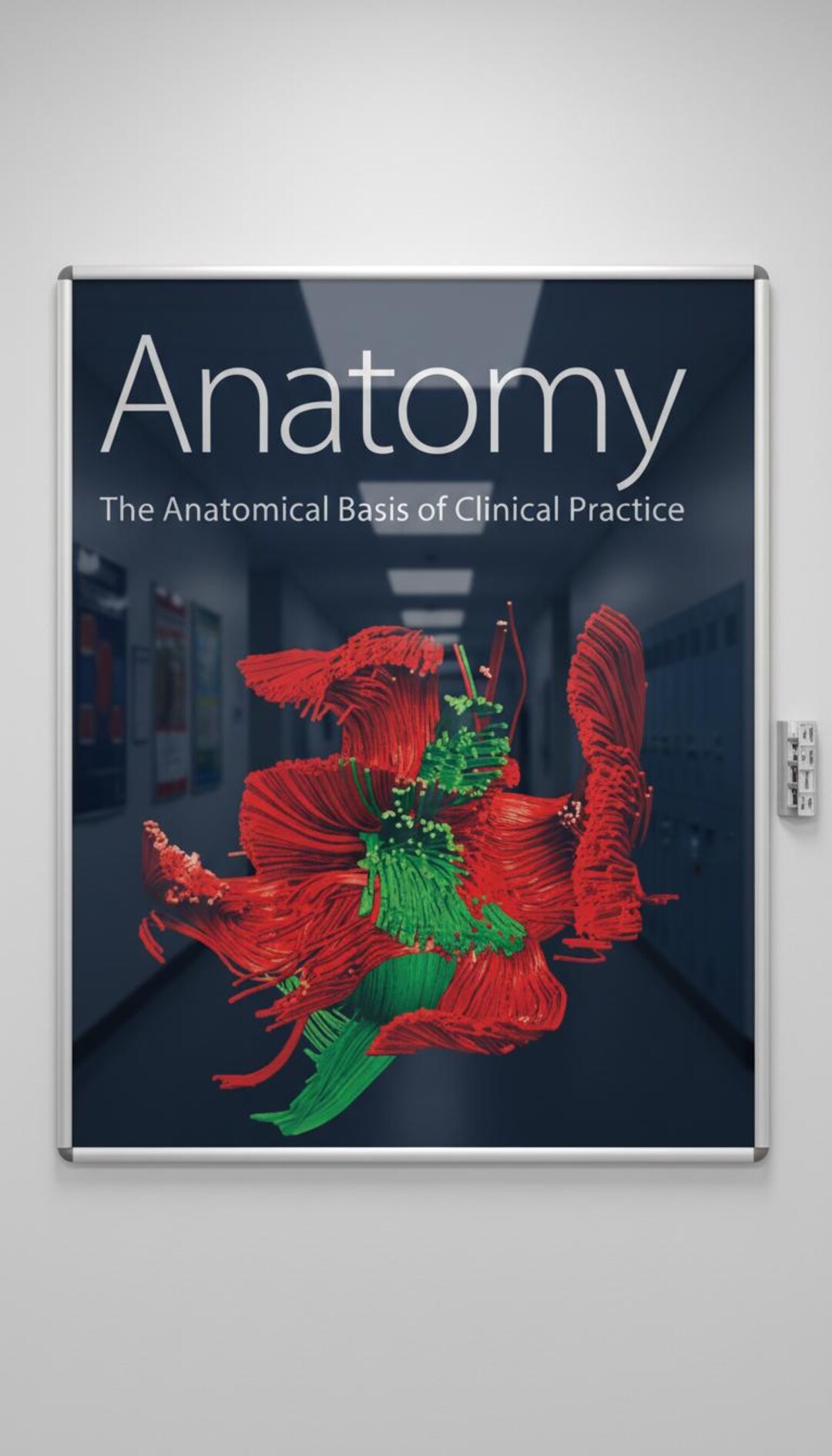 Anatomy Guide PDF | Anatomical Basis of Clinical Practice | Visual ...