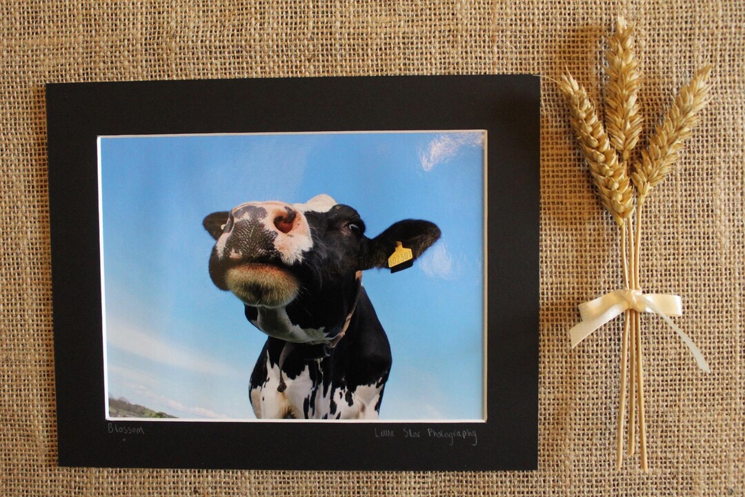 Blossom - Holstein Cow Mounted Print - Etsy