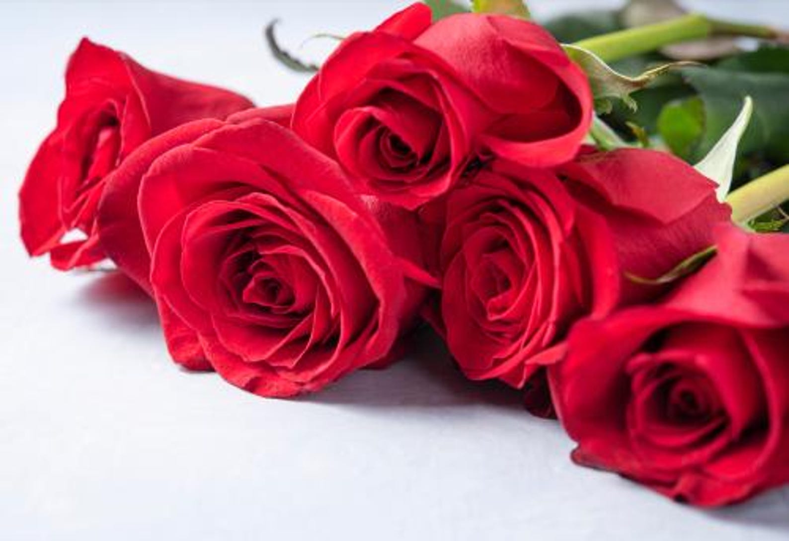 Fresh Cut Red Roses Packed 50 Stems - Etsy