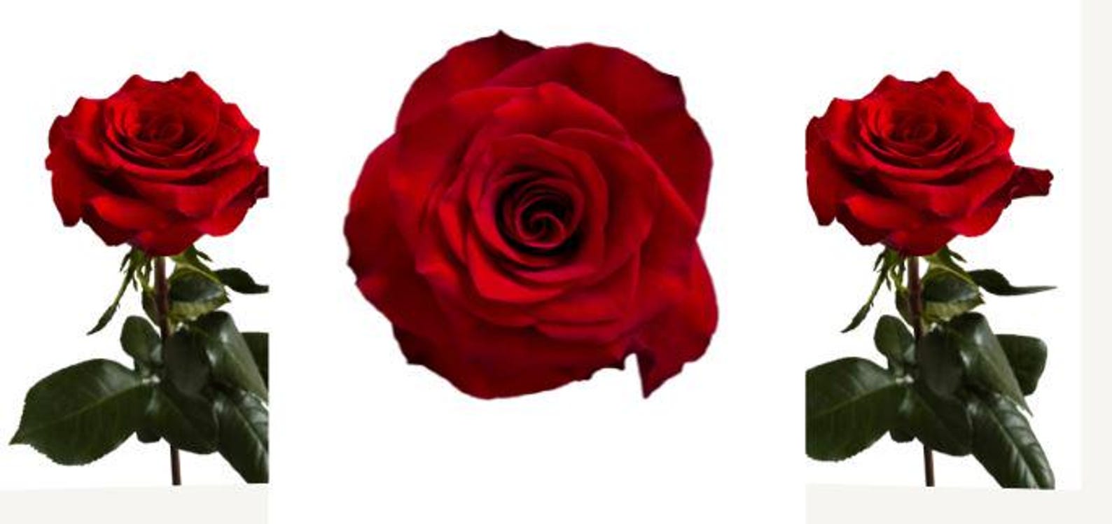 Fresh Cut Red Roses Packed 50 Stems - Etsy