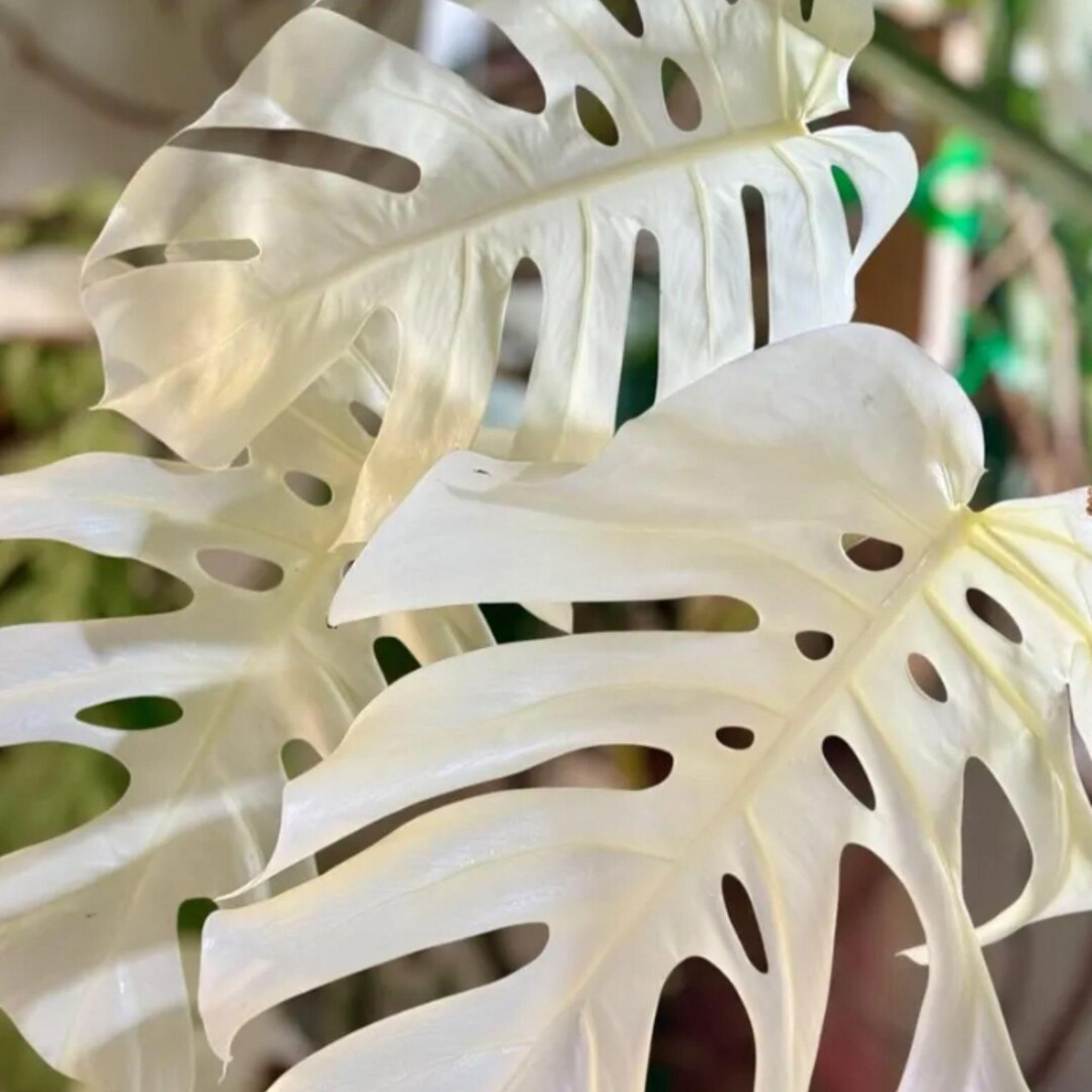 Montera White Deliciosas Bulbasaur Variegated Rare Live Plants Rooted ...