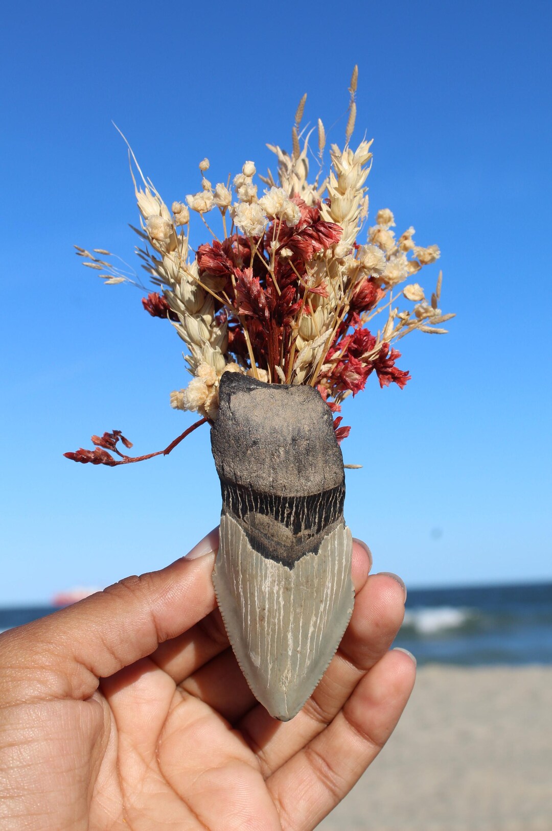 Megalodon Shark Tooth Fossil Dried Flower Fossil Bouquet - Etsy