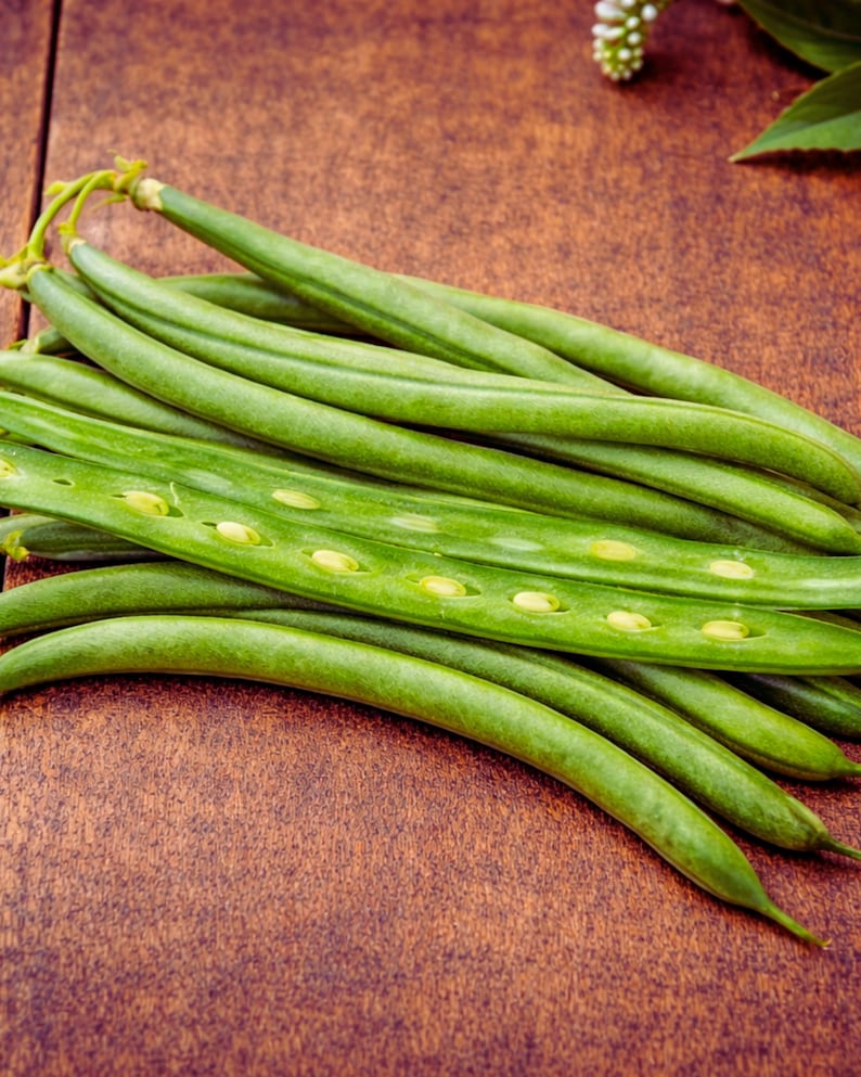 Bean Seychelles Seeds, Tender Stringless Pole Bean, Organic High Yield ...