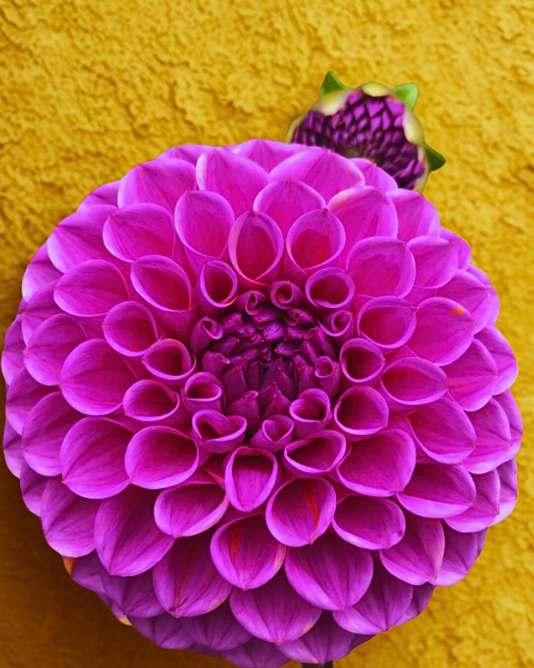 Dahlia Isabel Tuber, Bright Pink Ball Flower for Cutting Gardens ...