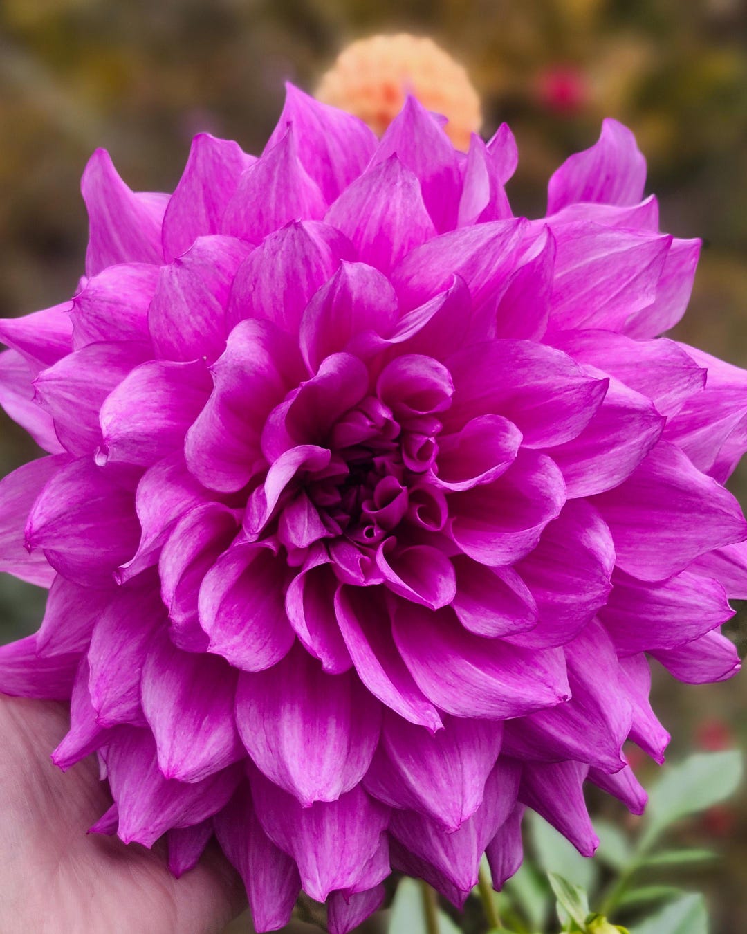 Dahlia Purple Taiheijo Tuber, Deep Violet Decorative Flower for Cutting ...